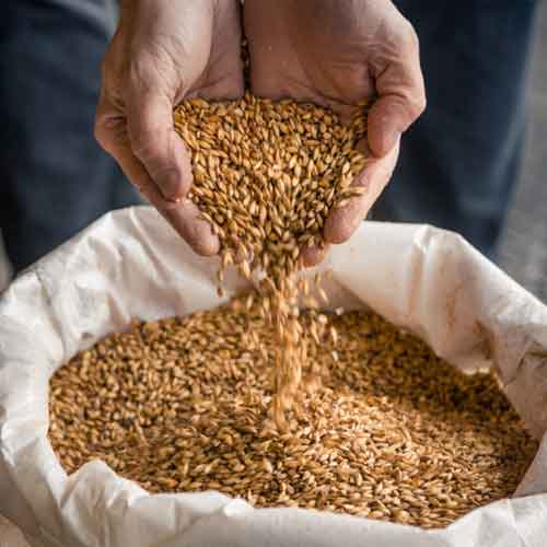 Beer | Malt processing system | CBS